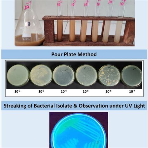 Experiment Done For Isolation Of Bacterial Strain Download Scientific