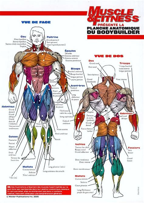 Músculos Del Cuerpo Humano Musculos Del Cuerpo Musculos