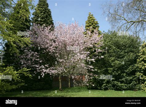 Cholmondeley Castle Gardens Spring View Of A Pink Cherry Blossom Tree