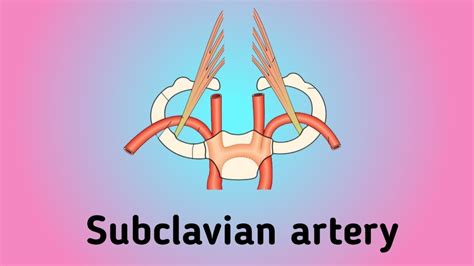 🩸 Subclavian Artery 🩸 Anatomy Subclavianartery Coarse Branches