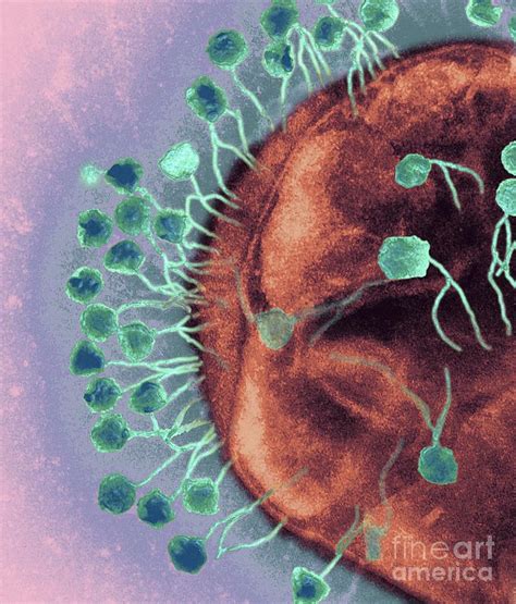 Bacteriophages Attacking Bacteria Tem Photograph By Ami Images Fine Art America