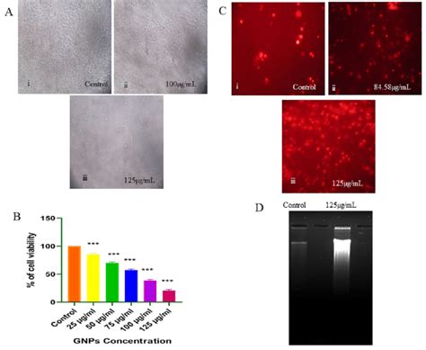 A Morphology Of Control And Aunps Treated Ht 29 Colon Cancer Cells