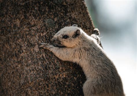 Unveiling Oxidative Stress