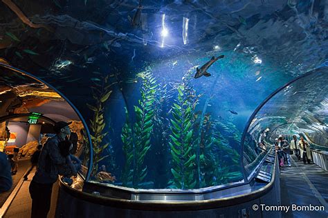 Aquarium Of The Bay Sights 25 Off With Smartsave