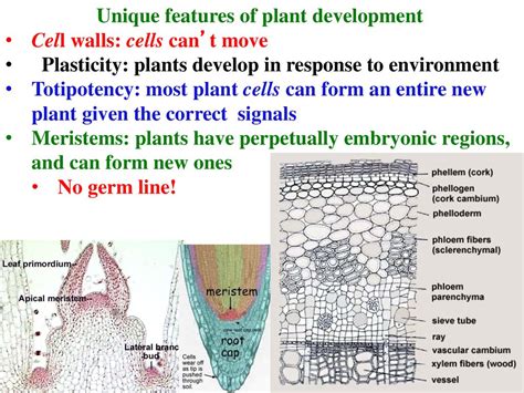 Plan C We Will Pick A Problem In Plant Biology And See Where It Takes