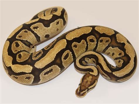 Lucifer Morph List World Of Ball Pythons Ball Python Lucifer Python