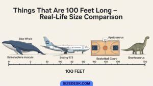 How Long Is 30 Feet Visually 15 Everyday Things That Are Surprisingly