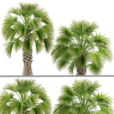 Sabal Palmetto Cabbage Palm 02 3d Model Turbosquid 1955044
