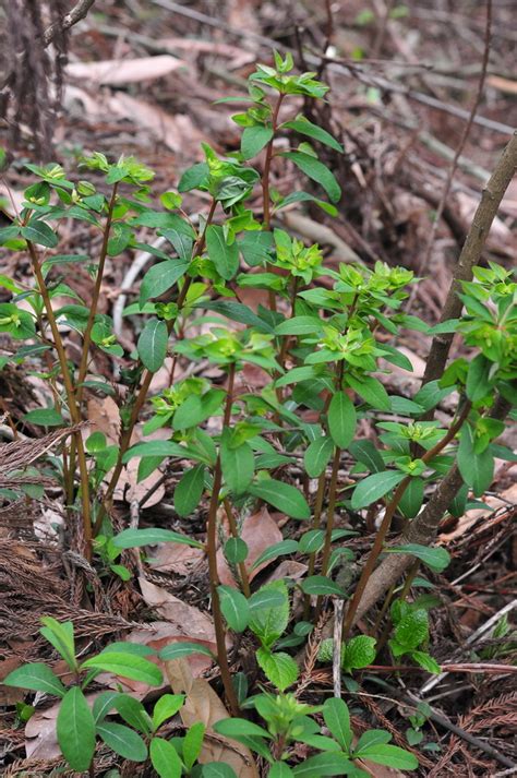 Euphorbia Hylonoma