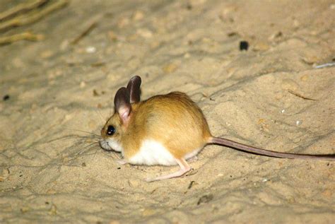 Hopping Mouse Wikipedia