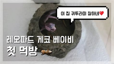 갤럭시 슈퍼스노우 이클립스 베이비의 첫 먹방 도전 [레오파드게코] Youtube