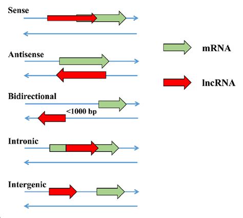 The Relative Positions Of Functional Long Non Coding Rnas Lncrnas