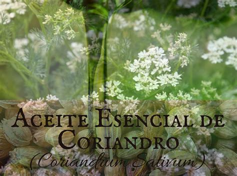 Octubre Y El Aceite Esencial De Coriandro Aromaterapia Sublime