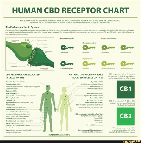 Human Cbd Receptor Chart Your Body Naturally Has And Receptors Which Are Located Throughout The