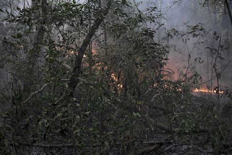 Los Incendios En Europa Y Runido Generaron 64 Megatoneladas De Carbono