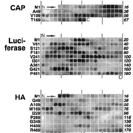 Dnak Binding To Combinatorial Peptide Libraries X B Xb X A