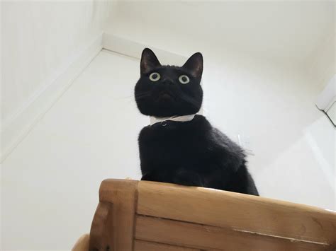仔猫を拾ったので On Twitter 1675日目。 なんだかどこまでもついてくる黒猫。 夜も遅いので「早く寝よう」という意味なのかと