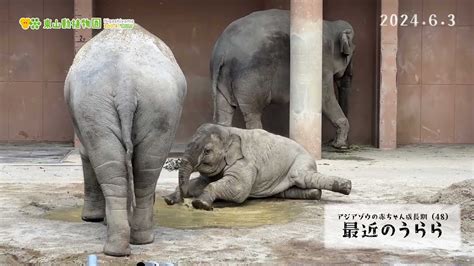 【東山動植物園公式】アジアゾウの赤ちゃん成長記（48）最近のうらら《 アジアゾウ ゾウ 》 Youtube