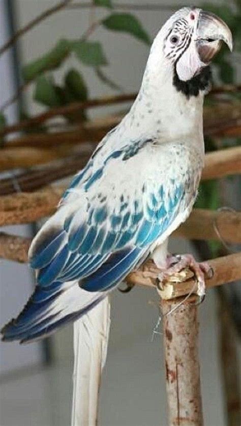 Stunning Blue And White Parrot On Tree Branch Exotische Vogels