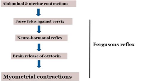 REPRO Pregnancy And Parturition Flashcards Quizlet