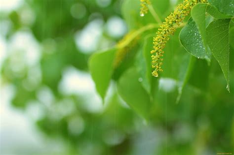 Обои Природа Листья обои для рабочего стола фотографии природа