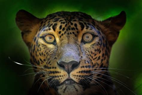 Szczegółu Portret Dziki Kot Afrykański Lampart Panthera Pardus Shortidgei Hwange Park Narodowy