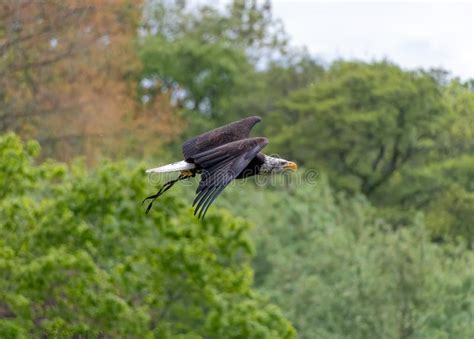 Bald Eagle Bird Of Prey Stock Image Image Of Yellow 222221565