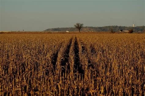 Funds Heavily Sold Cbot Corn Ahead Of Bearish Us Acreage Data Reuters