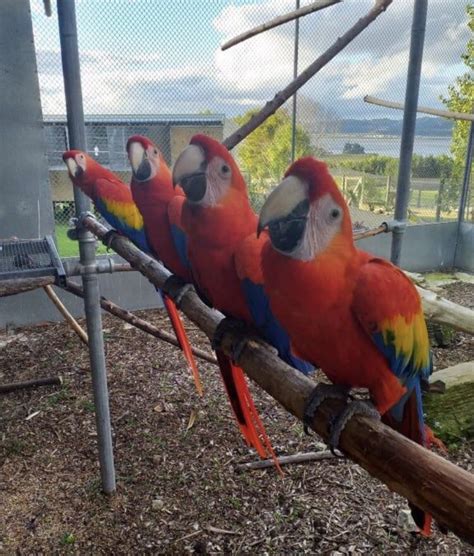 Ctrlcctrlvctrlvctrlvbirb Rbirbs
