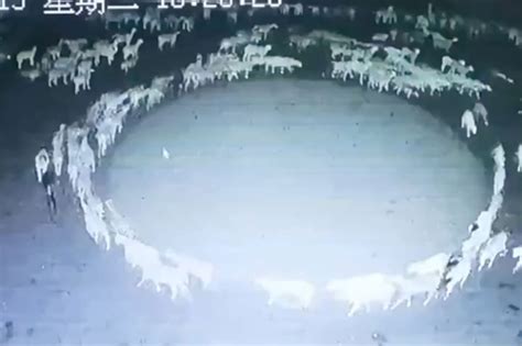Sheep Filmed Walking In Circle For 12 Days Straight In China