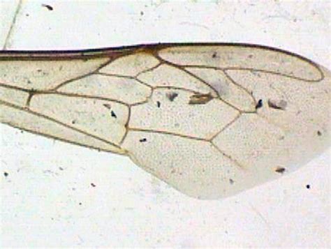 Image Segmentation In Python Opencv Insect Wing Stack Overflow