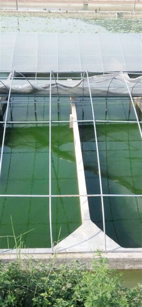 建深环境科技有限公司废水处理技术人工湿地系统养殖场废水处理 官网首页