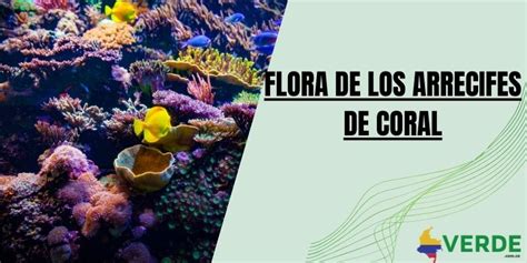 Flora De Los Arrecifes De Coral Colombia Verde