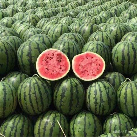 Biji Tembikai Raja Periuk Super Manis Tugas Berat Lebih Besar Tembikai Bulat Daging Merah