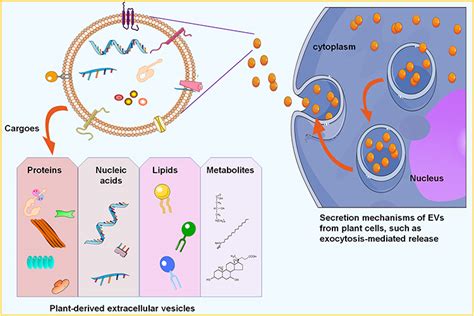 Plant Derived Exosome Like Nanoparticles Tissue Engineering Ijn