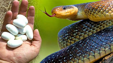Invasive Snake ‘living In British Walls And Attics