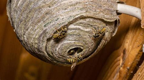 How To Deal With A Wasp Infestation Komo