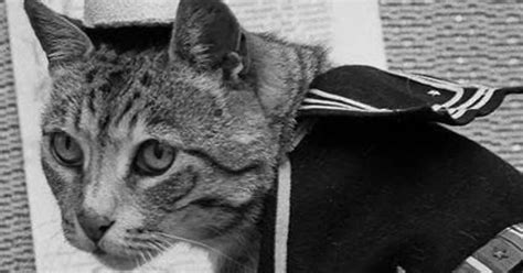 La Gata Que Nació En Pearl Harbor Y Dejó Su Huella En La Historia De La