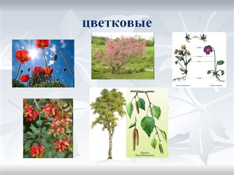 Растения 3 класс презентация, доклад