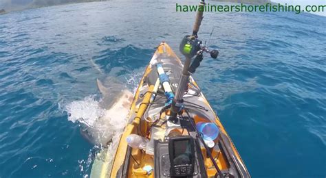 Clear Kayak Shark