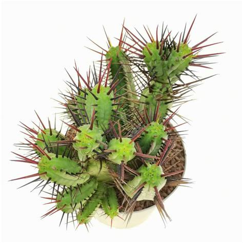 Euphorbia Enopla F Dicotomica 14 Cm Euphorbiaceae Giromagi