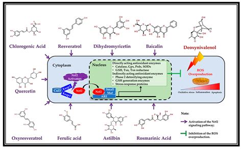 Plant Derived Polyphenols As Nrf2 Activators To Counteract Oxidative