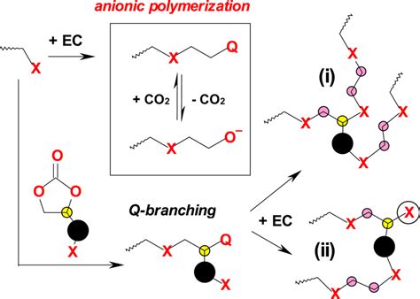 Scheme 2 Anionic Polymerization Occurring In Unirradiated Ec In The