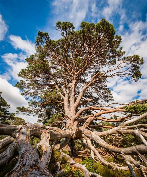 Exposed Tree Root System Stock Photo Image Of Foliage