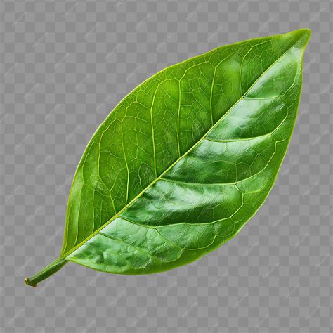 Folha De Jasmine Com Forma De Folha De Pinnate E Cor Verde Brilhante