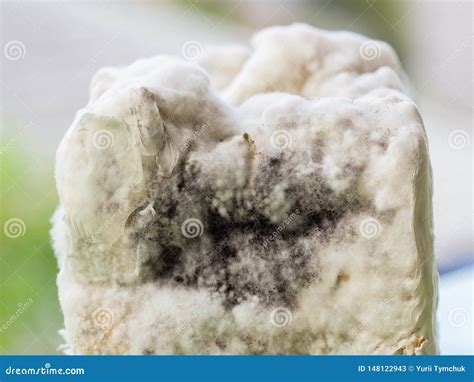 Growth Of Aspergillosis Aspergillus Flavus On Bread Surface Close Up