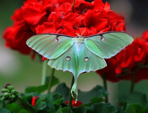 The Beautiful Luna Moth