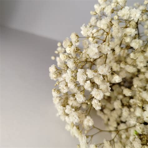 Paniculata Blanca Flores Preservadas