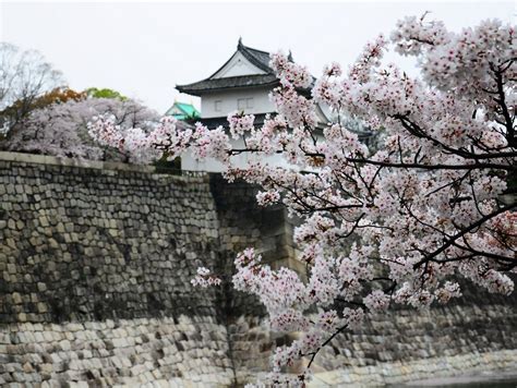 成都春满城这的樱花你认识几种