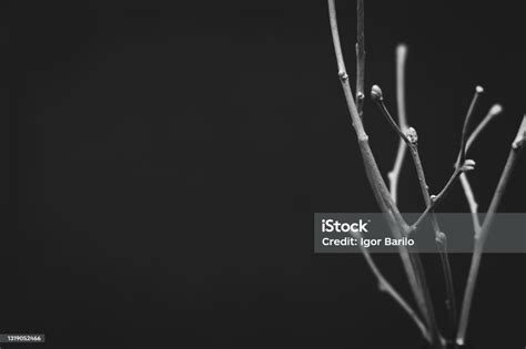 검은 색 배경에 대한 템플릿입니다 일반 검은 색 배경에 부드러운 초점으로 페인트 나무 분기로 만든 추상흰색 라인 잎에 대한 스톡 사진 및 기타 이미지 Istock